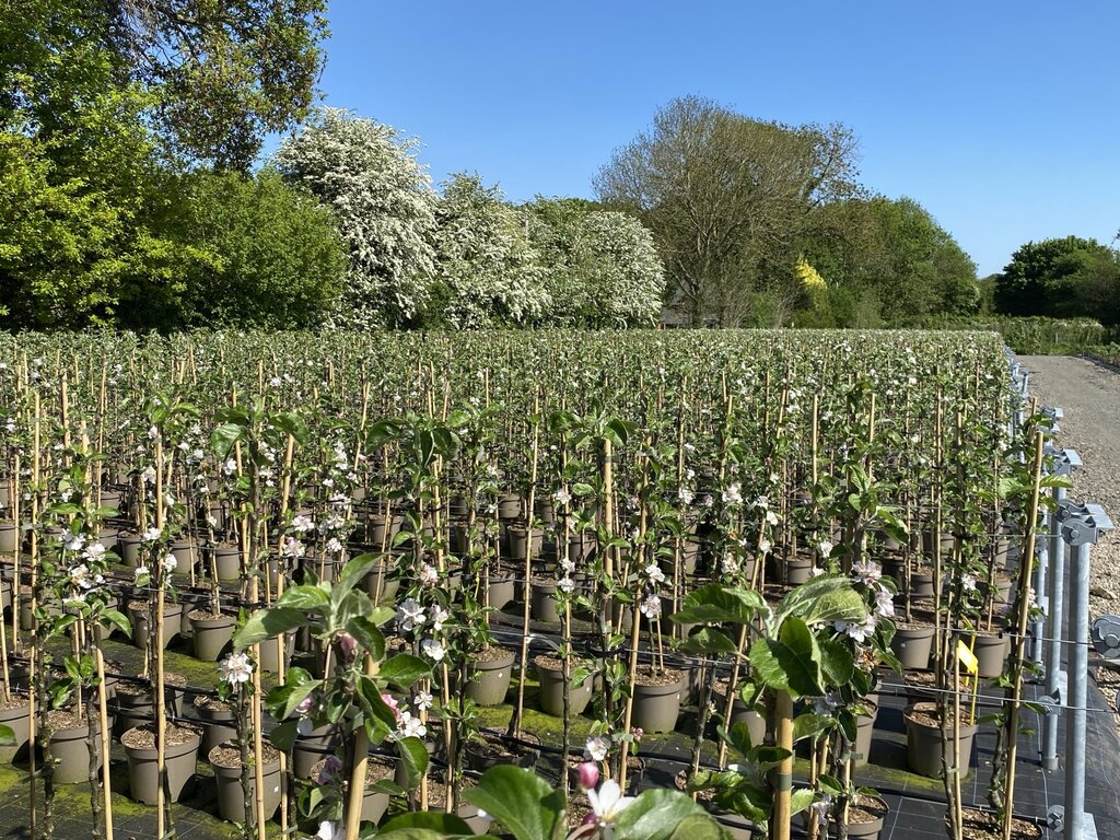 New 10 Litre Tree Crop - Allensmore Nurseries Ltd